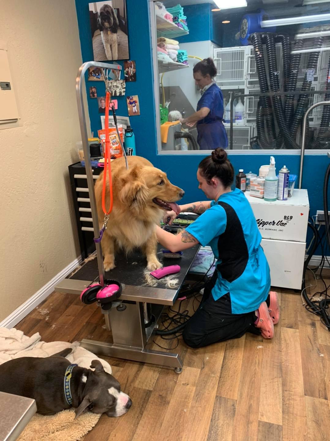 Salon Grooming – Featherer Pet Grooming, Inc.