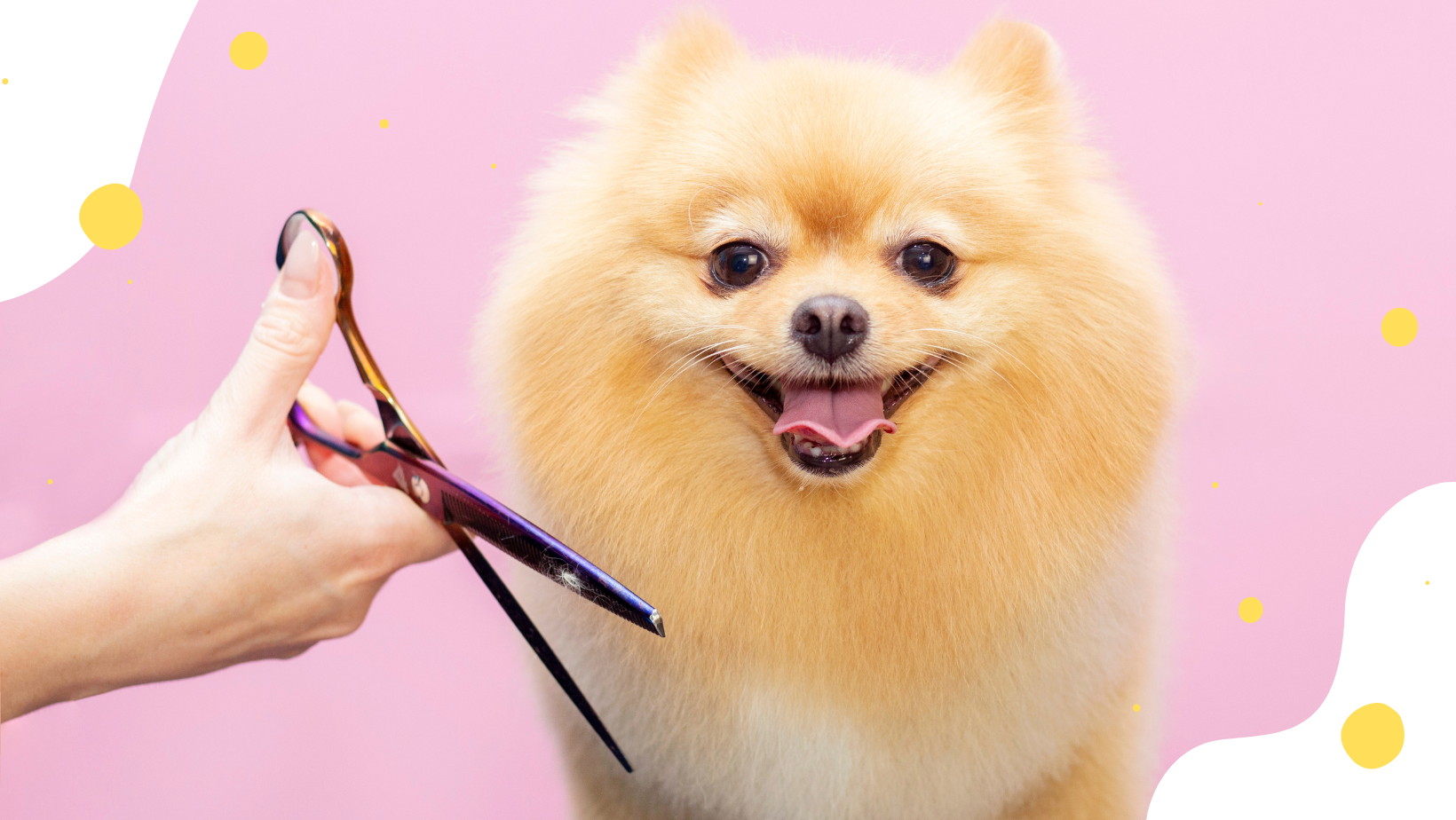 Salon Grooming – Featherer Pet Grooming, Inc.